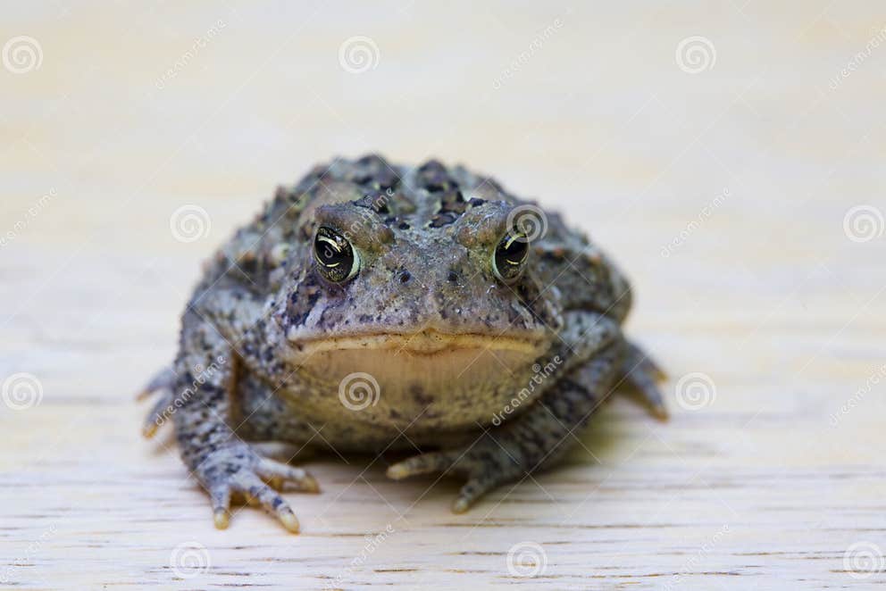 Toad Face stock photo. Image of toad, staring, warts - 15017390
