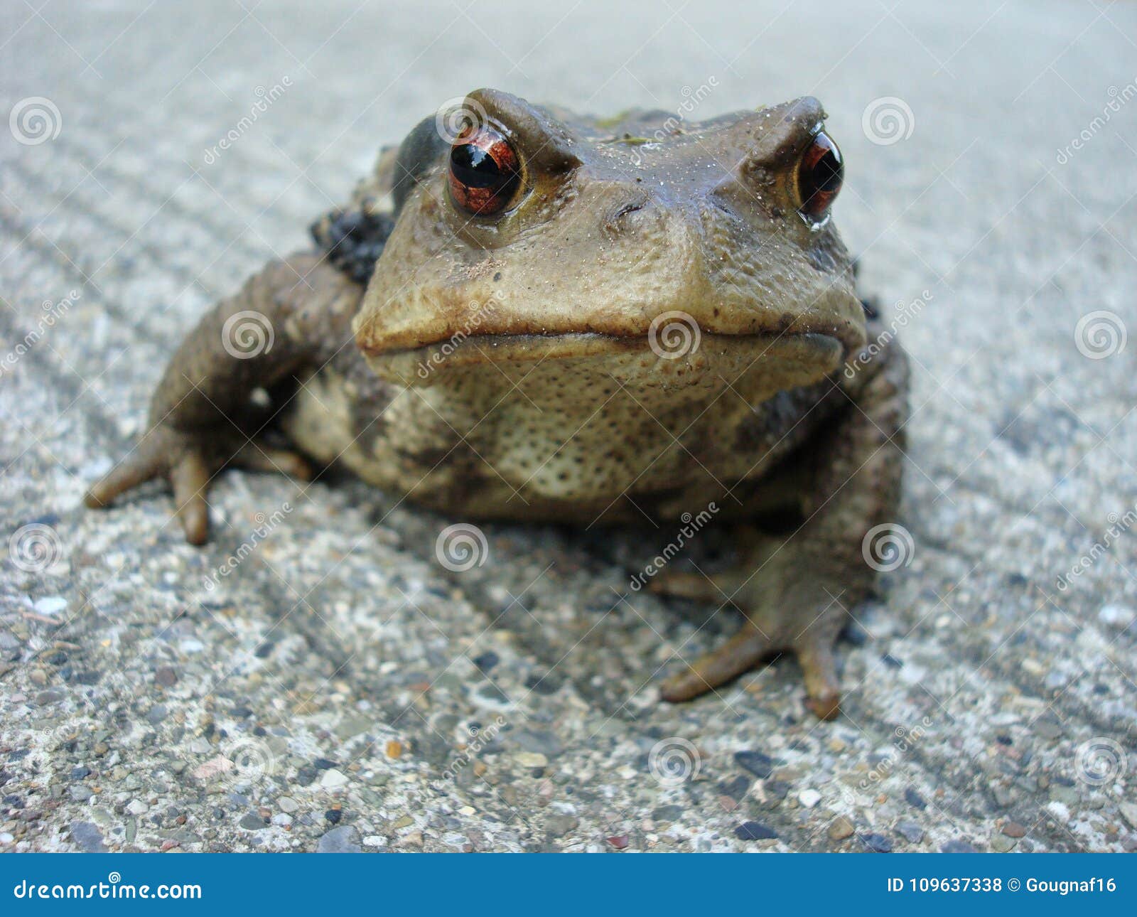Toad Face Stock Images - Download 924 Royalty Free Photos