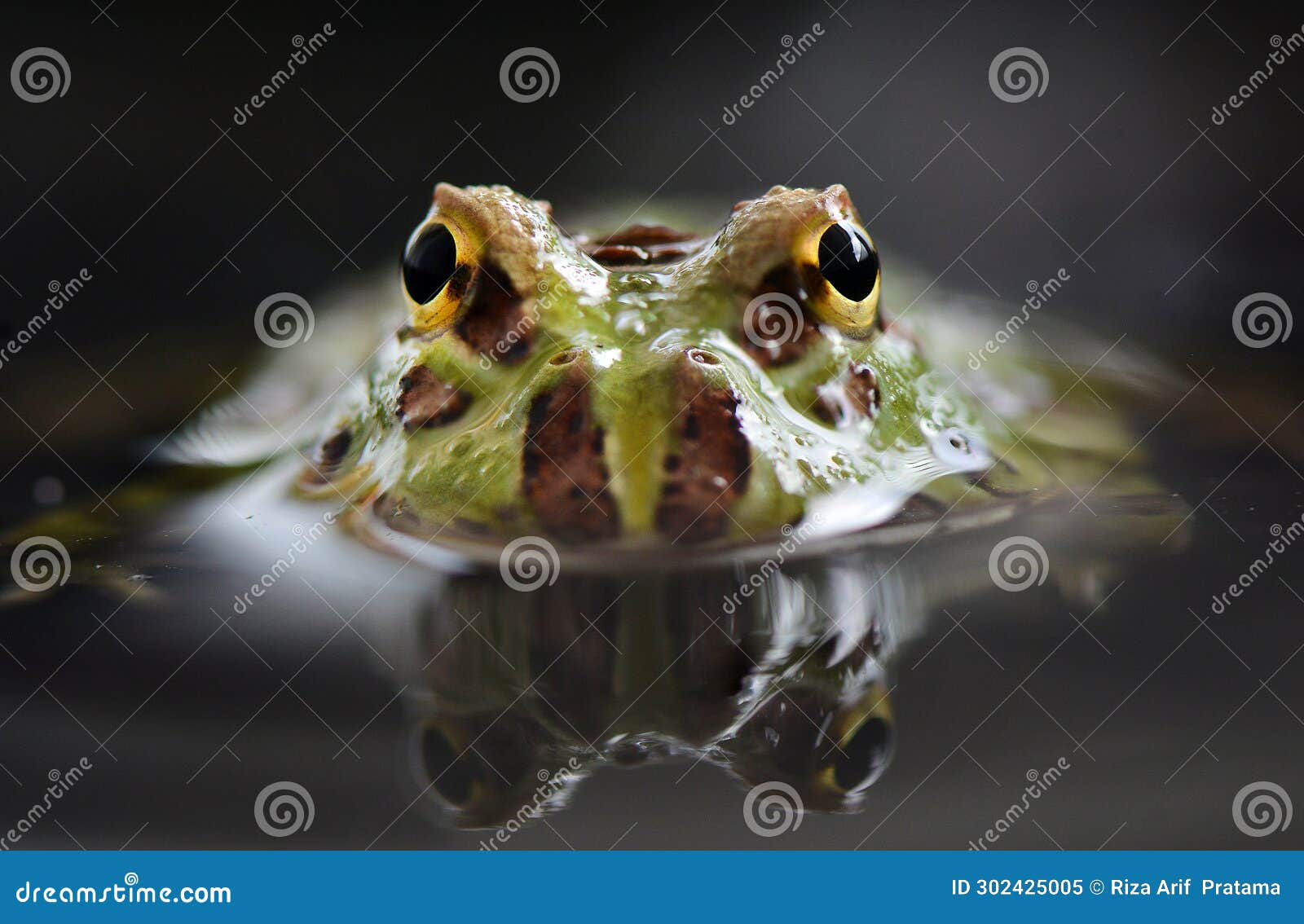 Toad Face front view eyes stock image. Image of toad - 302425005