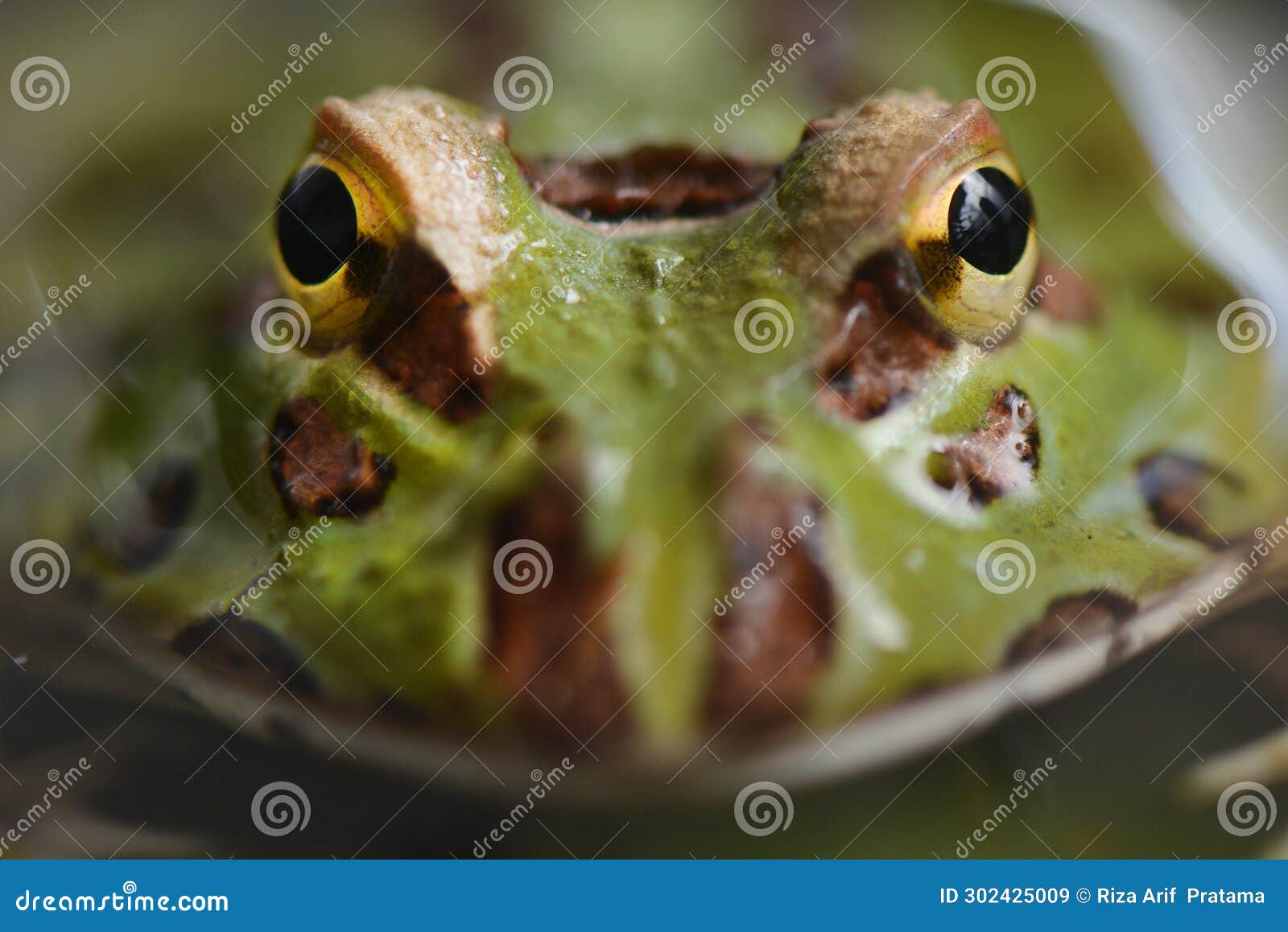 Toad Face front view eyes stock image. Image of view - 302425009