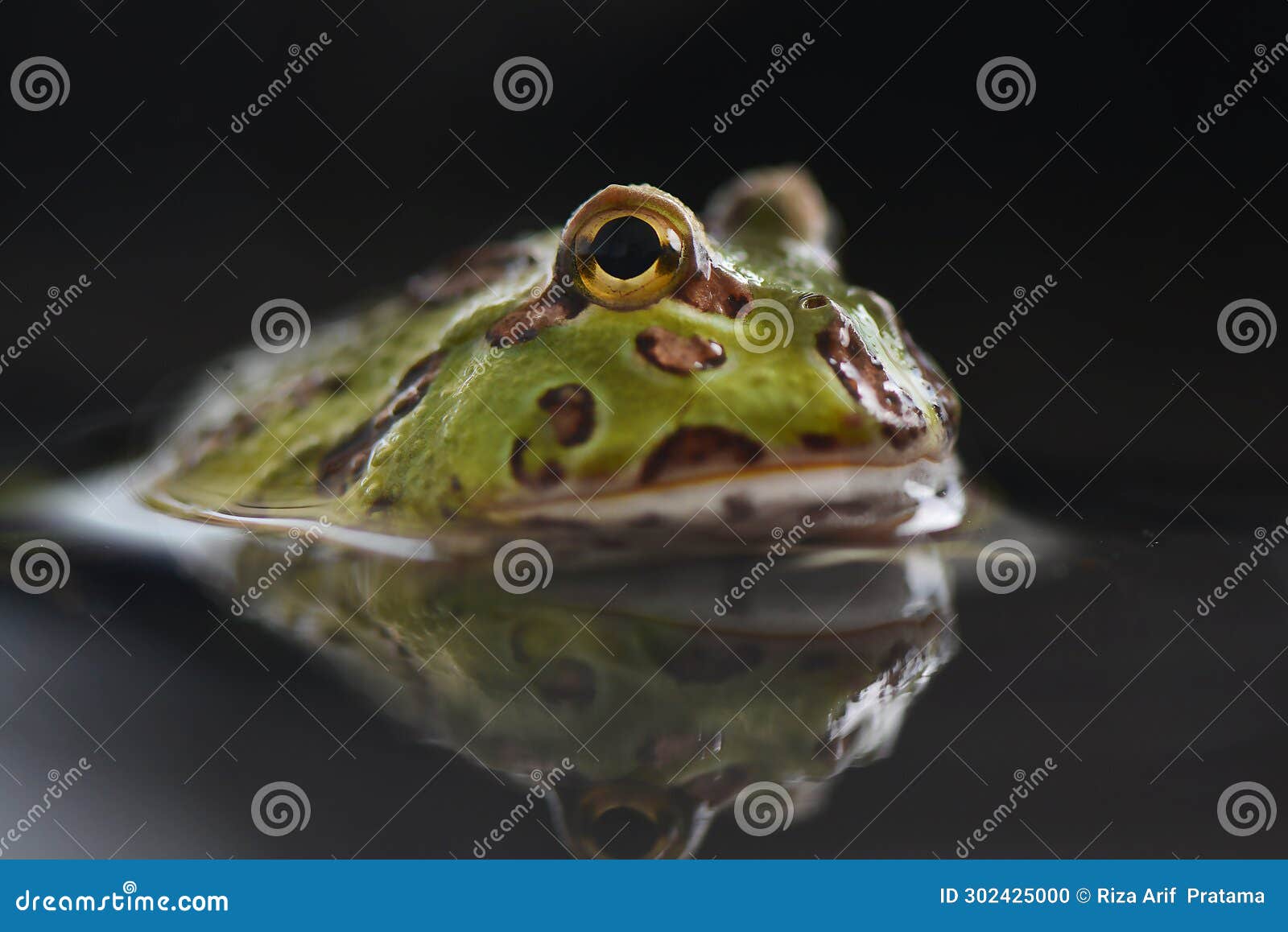 Toad Face View Eye Reflection Stock Photo - Image of view, front: 302425000