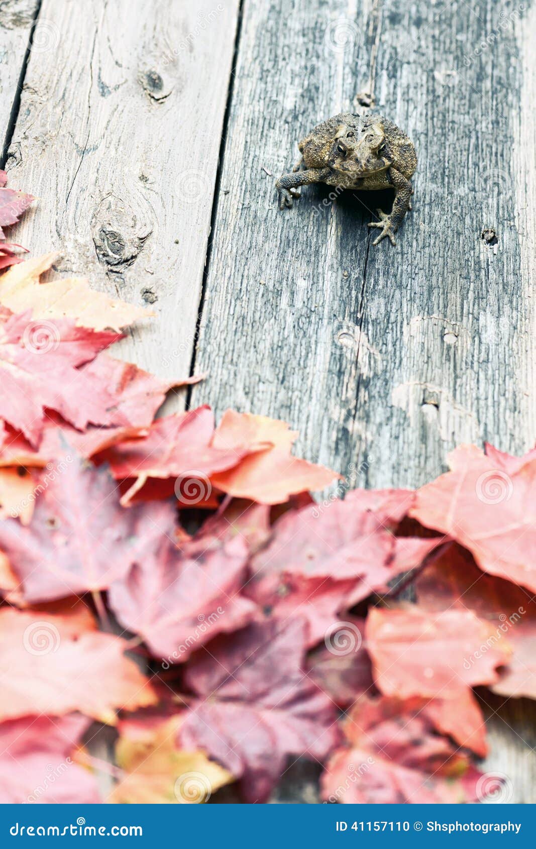 Toad and Fall Leaves stock photo. Image of close, curious - 41157110