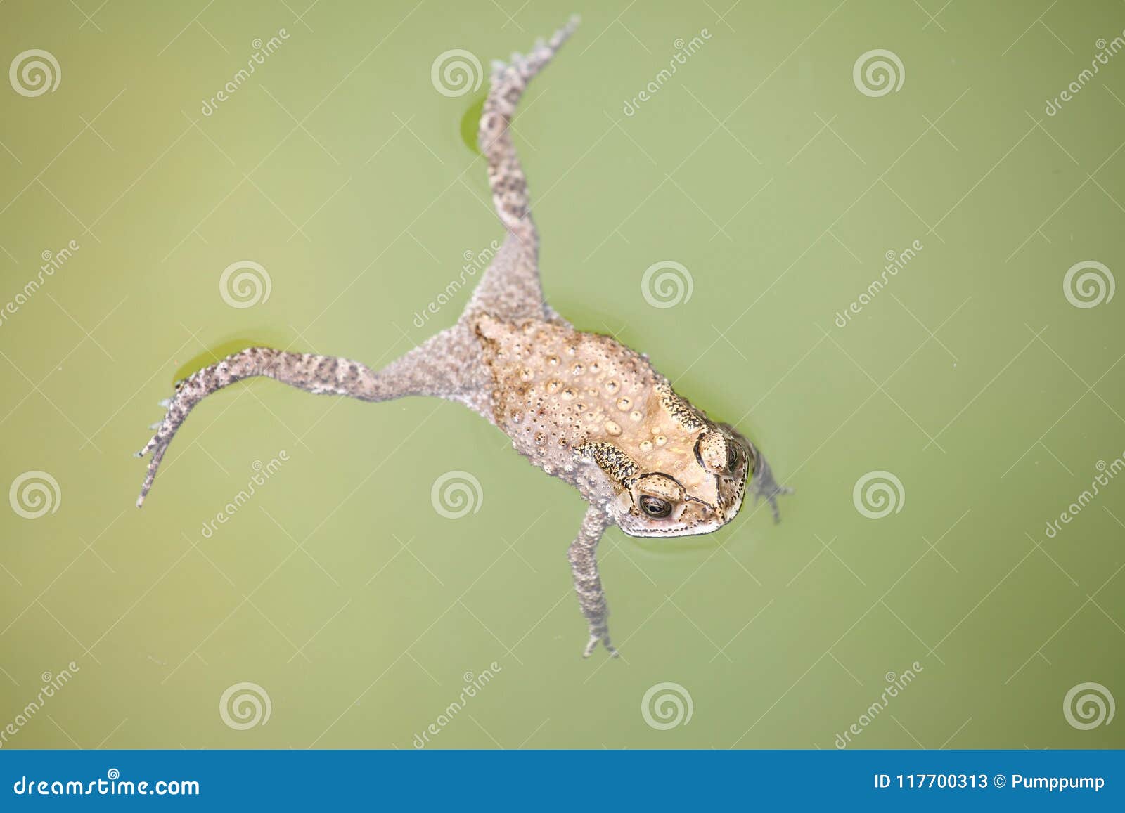 Toad Floating on Green Color Water Stock Image - Image of color, frog ...