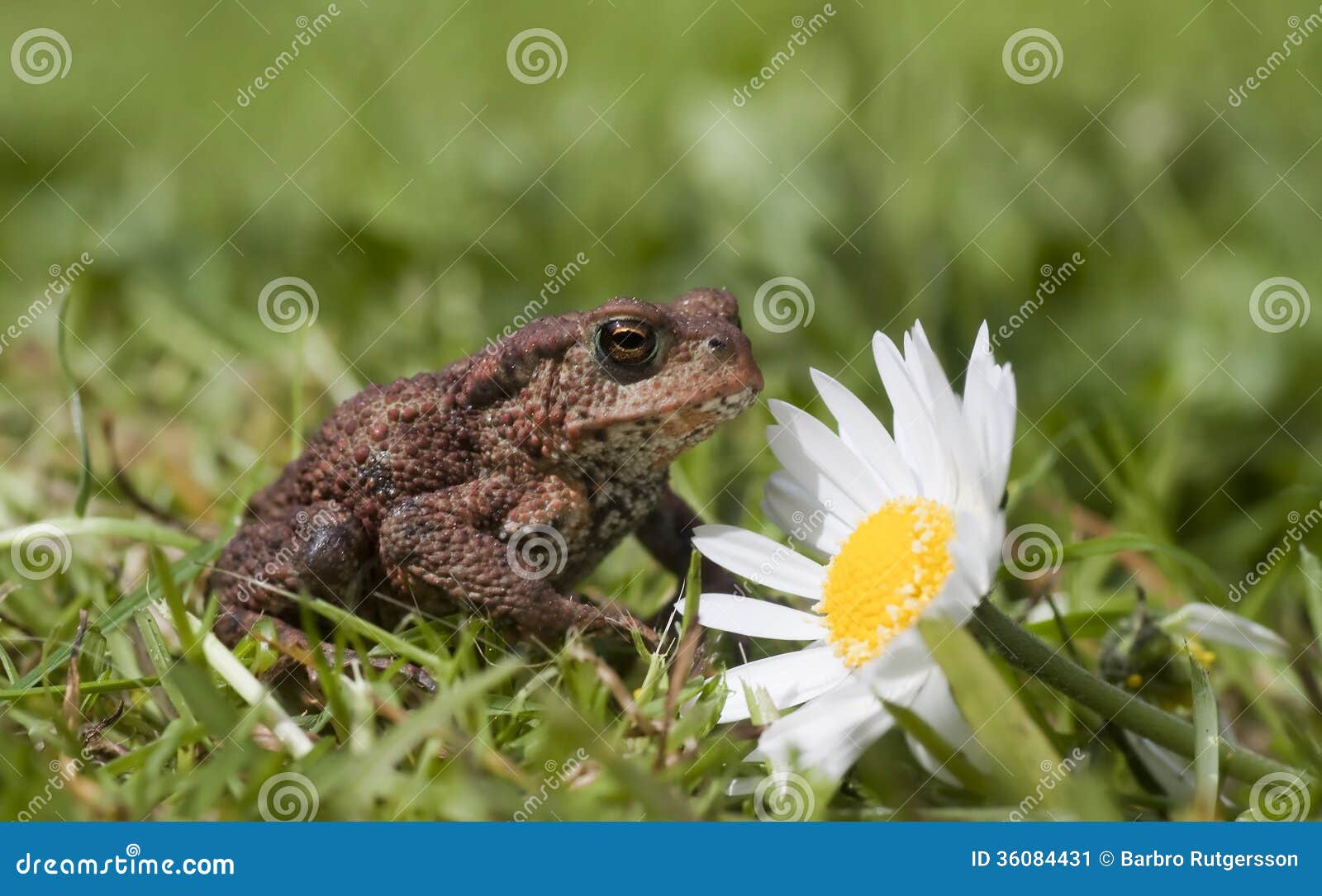 Toad and flower stock image. Image of bellis, nature - 36084431