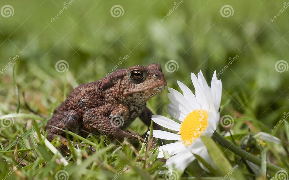 Toad and flower stock image. Image of bellis, nature - 36084431
