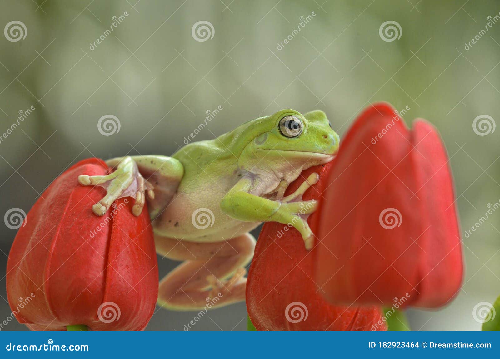 Toad and flower stock photo. Image of kodok, orange - 182923464