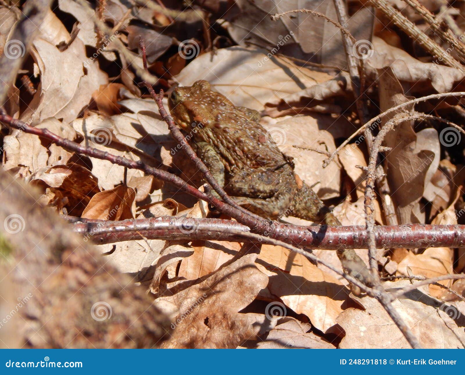 Toad in foliage stock photo. Image of reptile, tree - 248291818