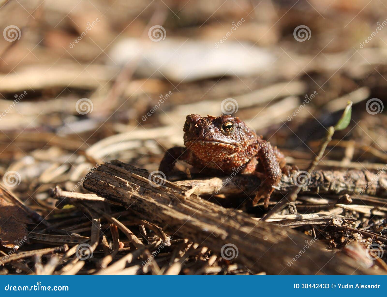 Toad in the forest stock image. Image of fauna, spring - 38442433