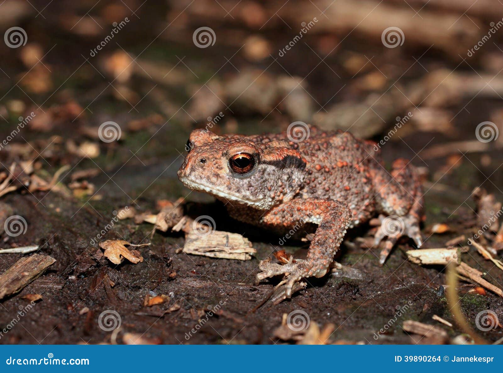 Toad on the forest floor stock photo. Image of close - 39890264