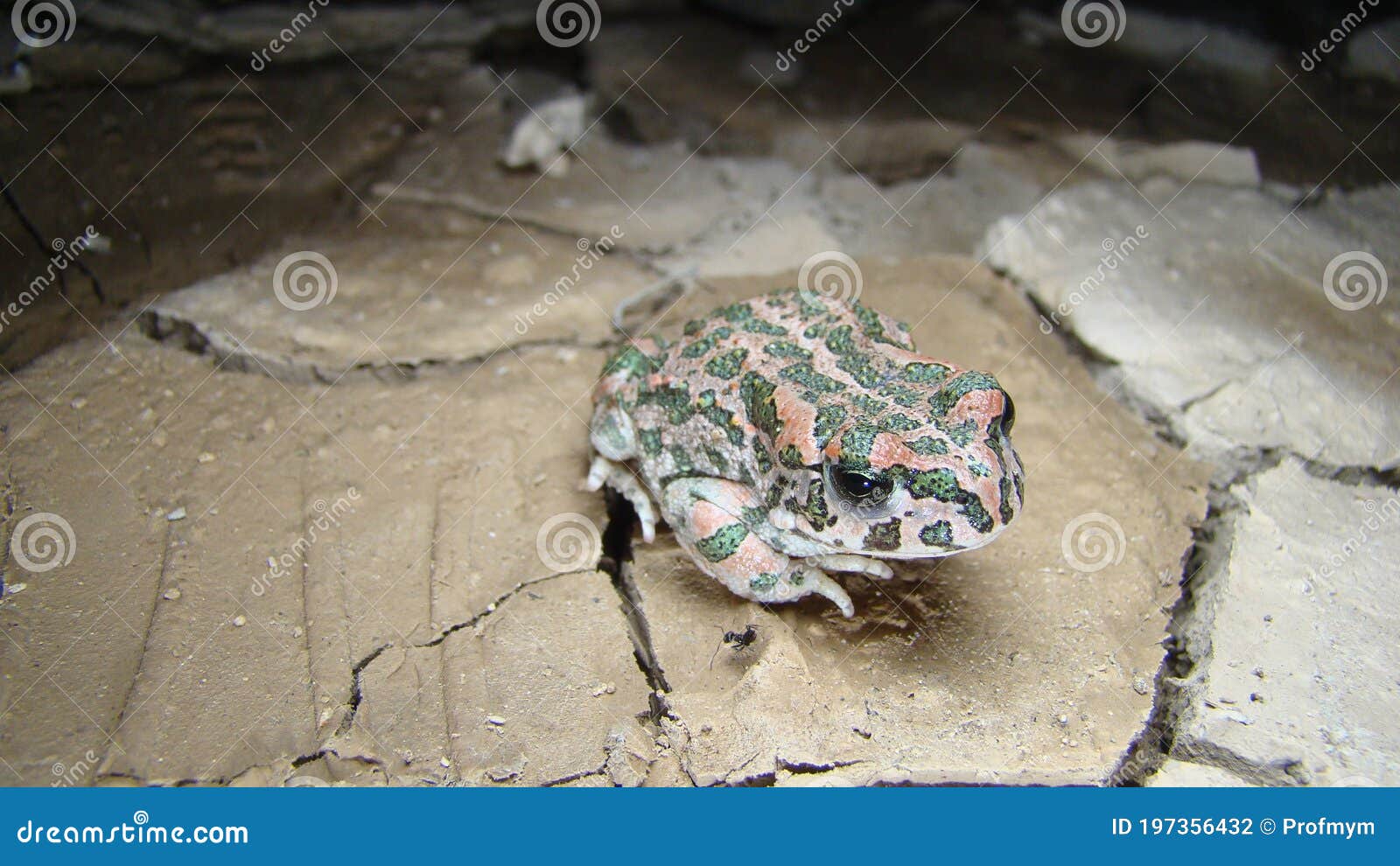 Toad Frog Contemplates a River that Has Dried Up Toad Looks at Its ...