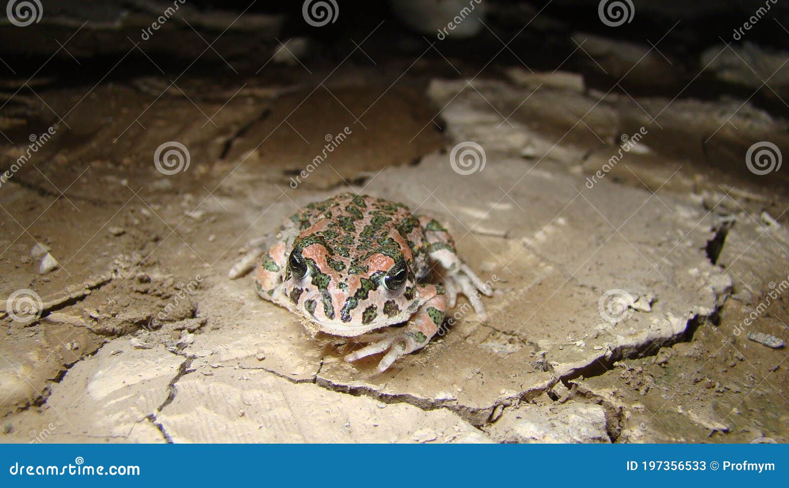 Toad Frog Contemplates A River That Has Dried Up Toad Looks At Its ...