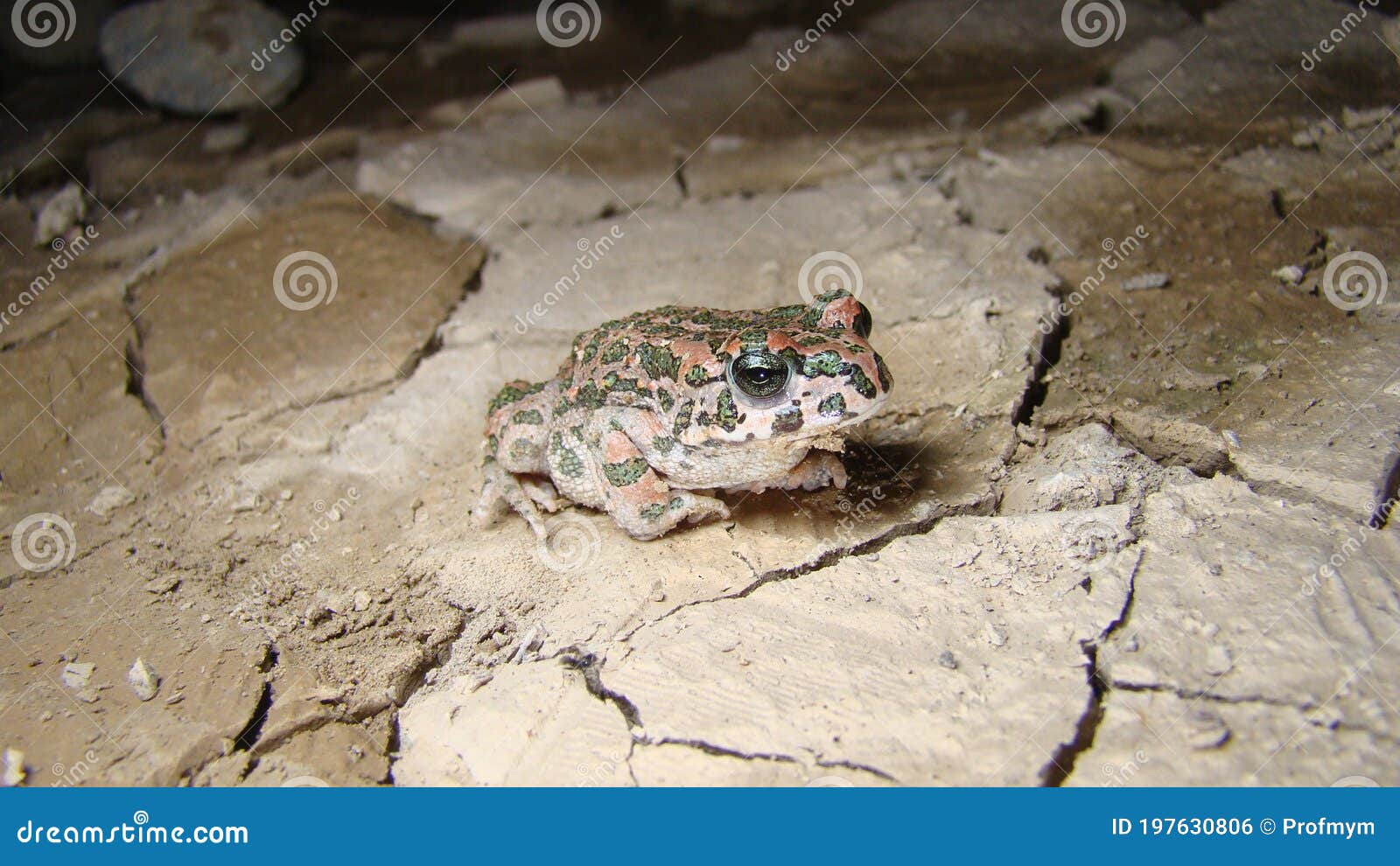 Toad. Frog Contemplates a River that Has Dried Up. Toad Looks at Its ...