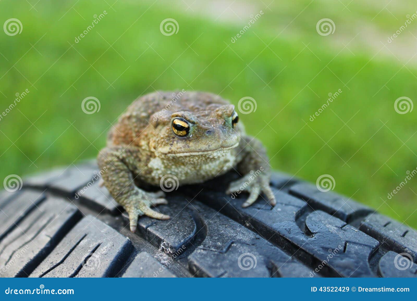 Toad, frog stock image. Image of beautiful, bold, nature - 43522429