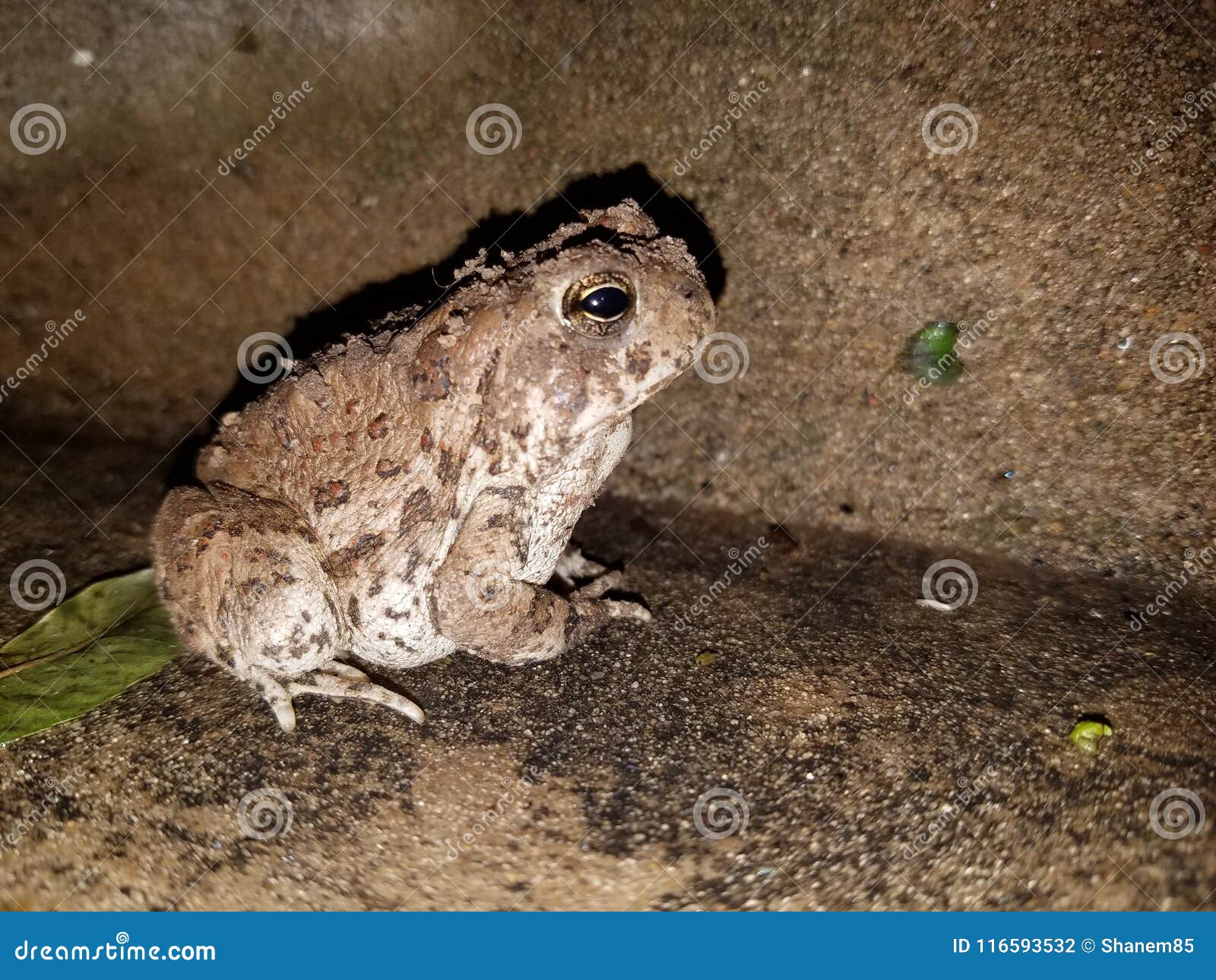 Toad frog stock photo. Image of frog, oklahoma, rain - 116593532
