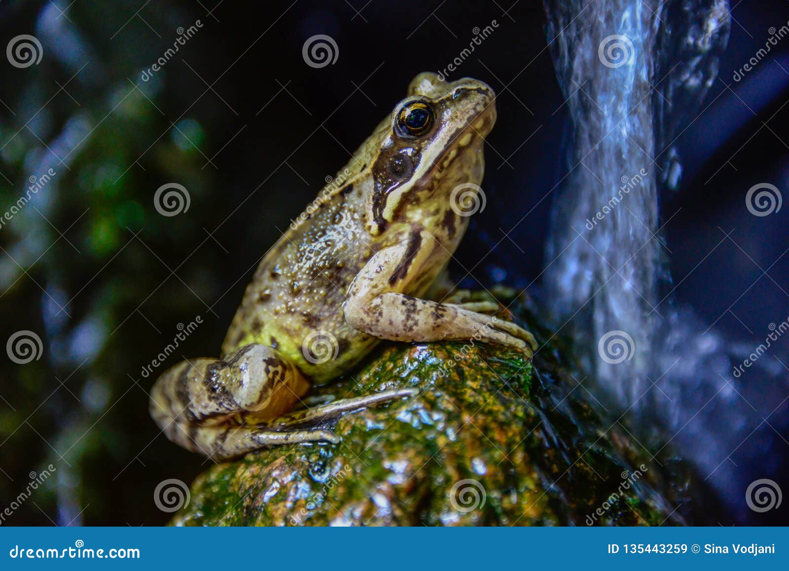 Toy Toad Or Frog. Realistic Plastic Toy Of A Toad With Its Tongue Out ...