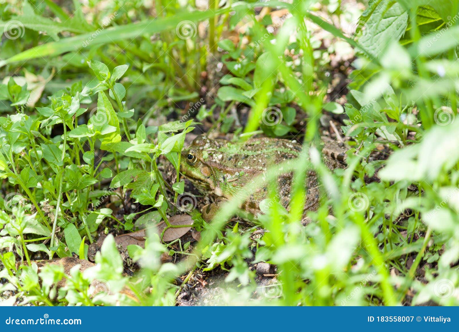Toad or Frog Sitting and Hide in the Grass Stock Image - Image of adult ...
