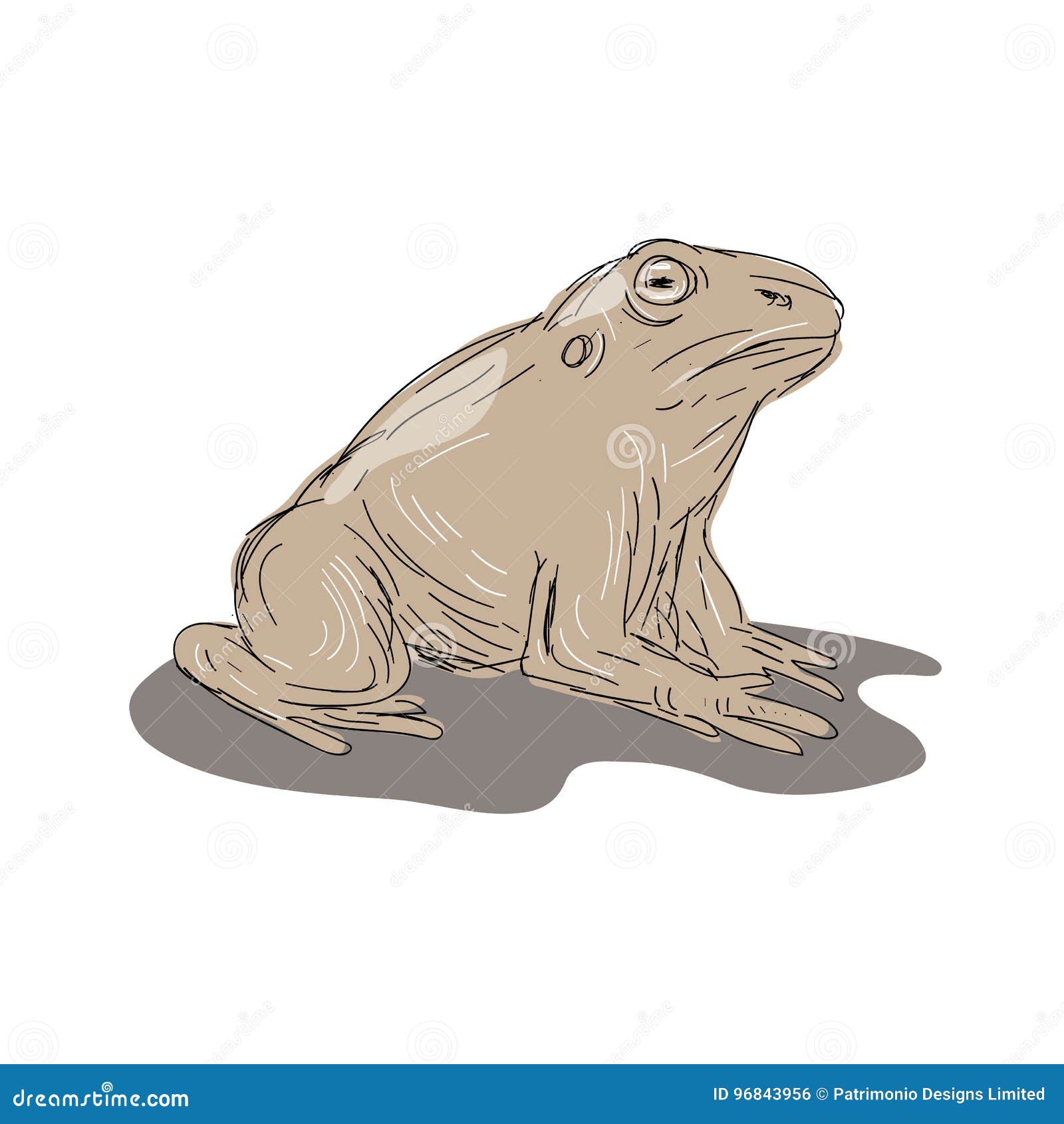 Toad Drawing Coloring Book Page Royalty-Free Stock Image ...