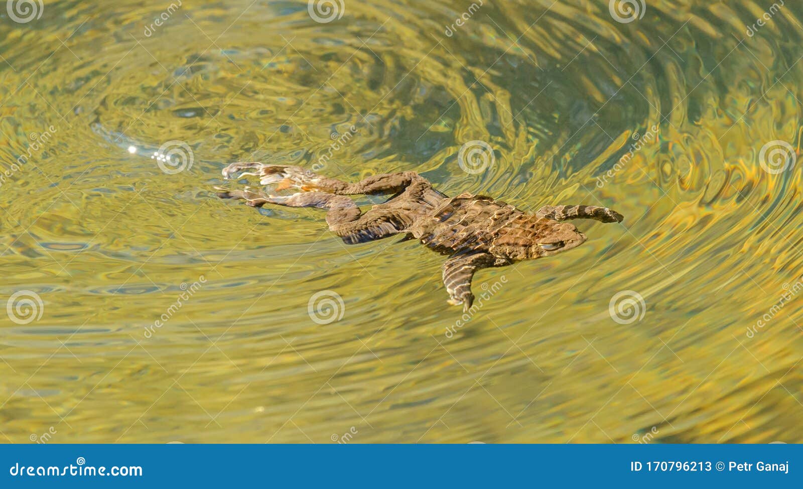 Toad Frog Swimming in Clear Water Under the Water Surface Stock Image ...