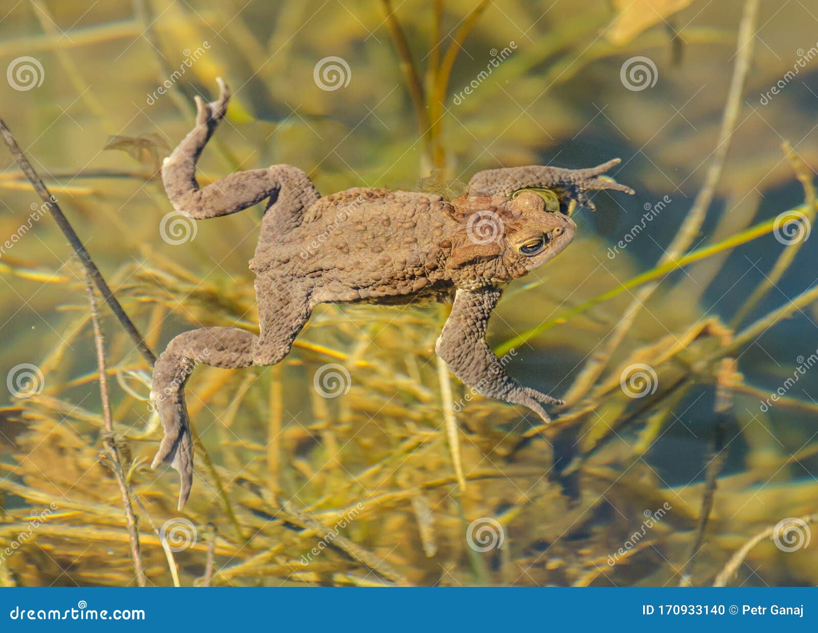 Toad Frog Swimming in Clear Water among Vegetation Stock Photo - Image ...