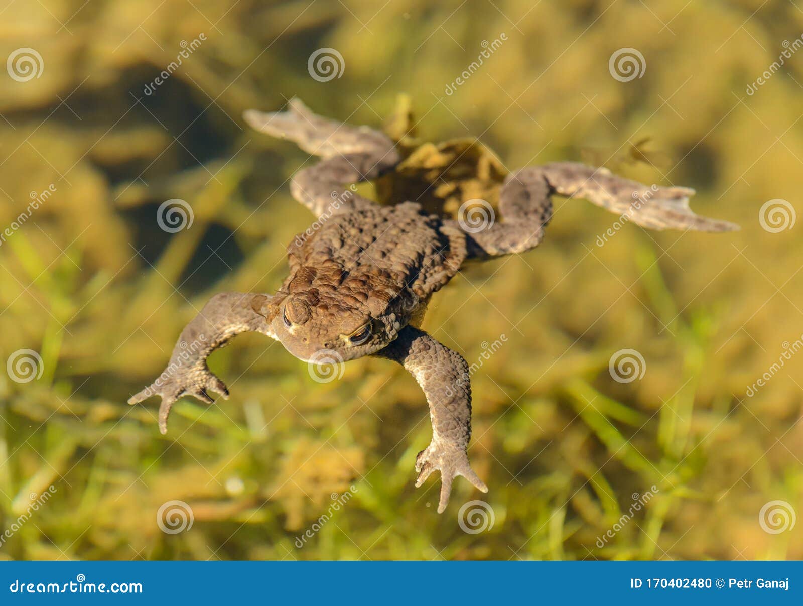 Toad Frog Swimming in Clear Water Stock Photo - Image of amphibian ...