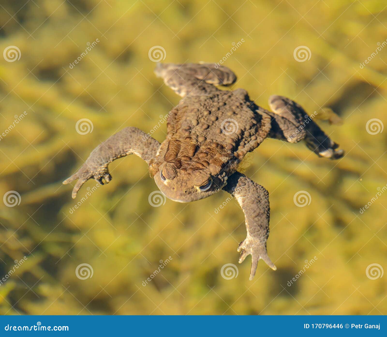 Toad Frog Swimming in Clear Water Stock Photo - Image of close ...