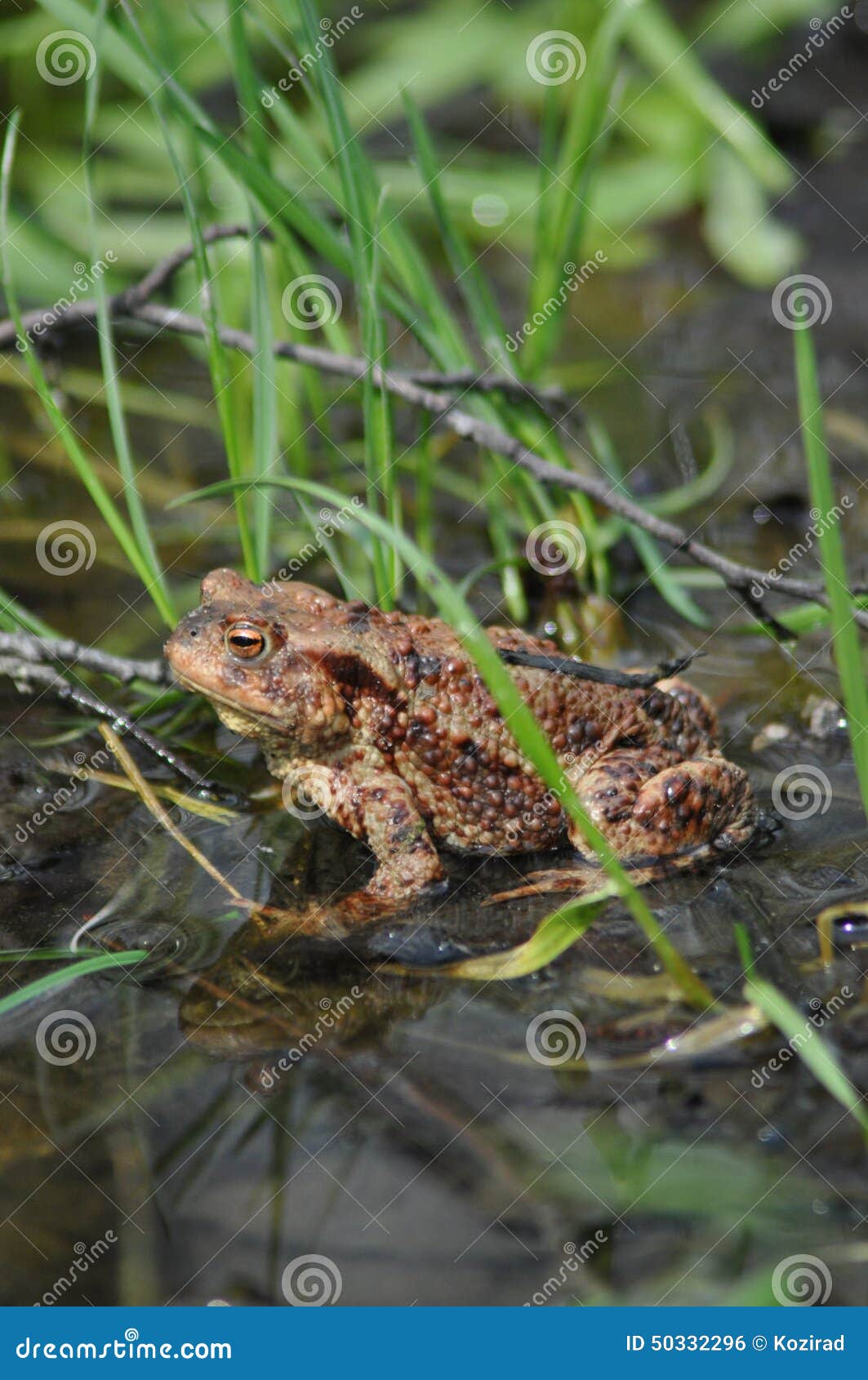Toad, Frog in the Water. Amphibian Stock Photo - Image of toad ...