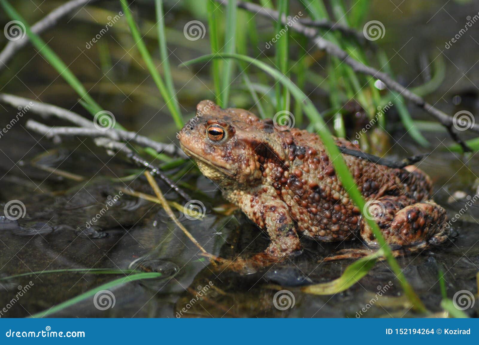 Toad, Frog in the Water. Amphibian Stock Photo - Image of reproduction ...