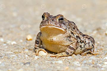 Toad stock photo. Image of slimy, reptile, jumping, amphibian - 44279904
