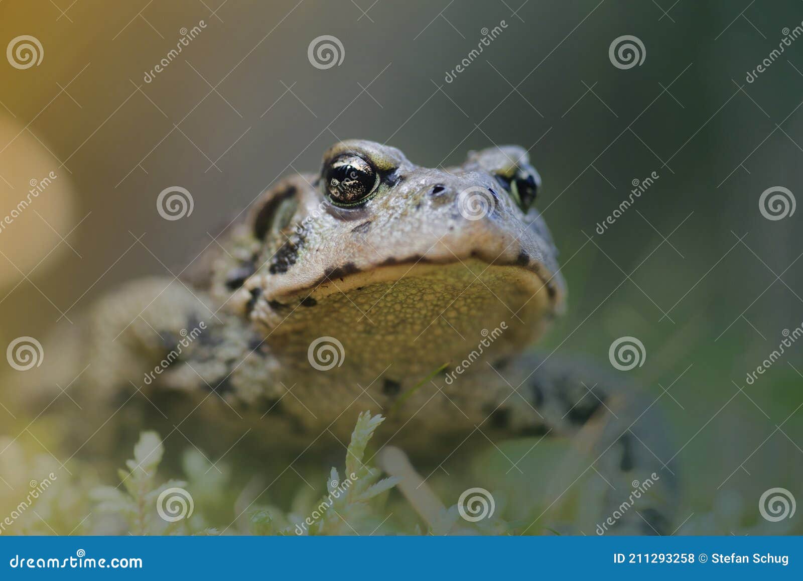 Toad Frontal Close-up stock photo. Image of amphibians - 211293258