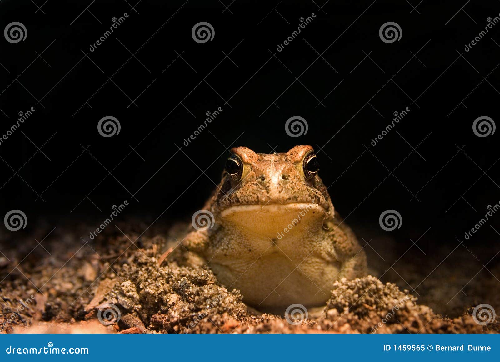 Toad Fun stock image. Image of animals, wart, toad, critter - 1459565