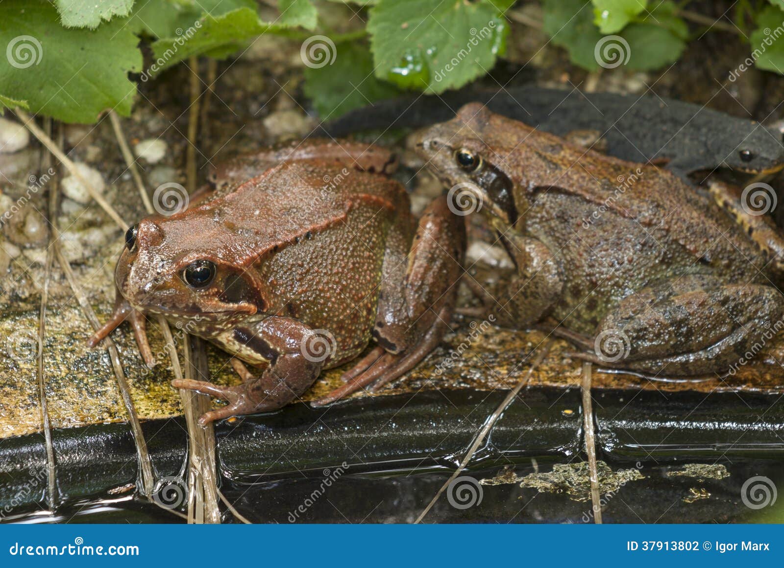 Toad at the garden pond stock photo. Image of green, common - 37913802