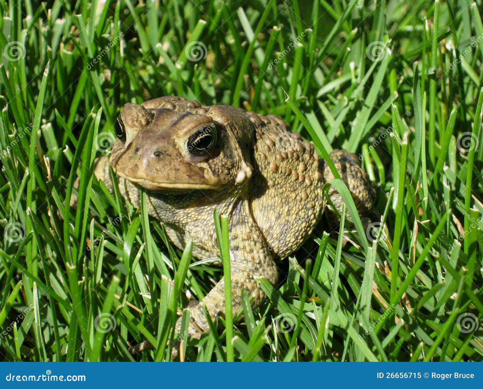 Toad in grass. stock image. Image of iowa, eyes, close - 26656715