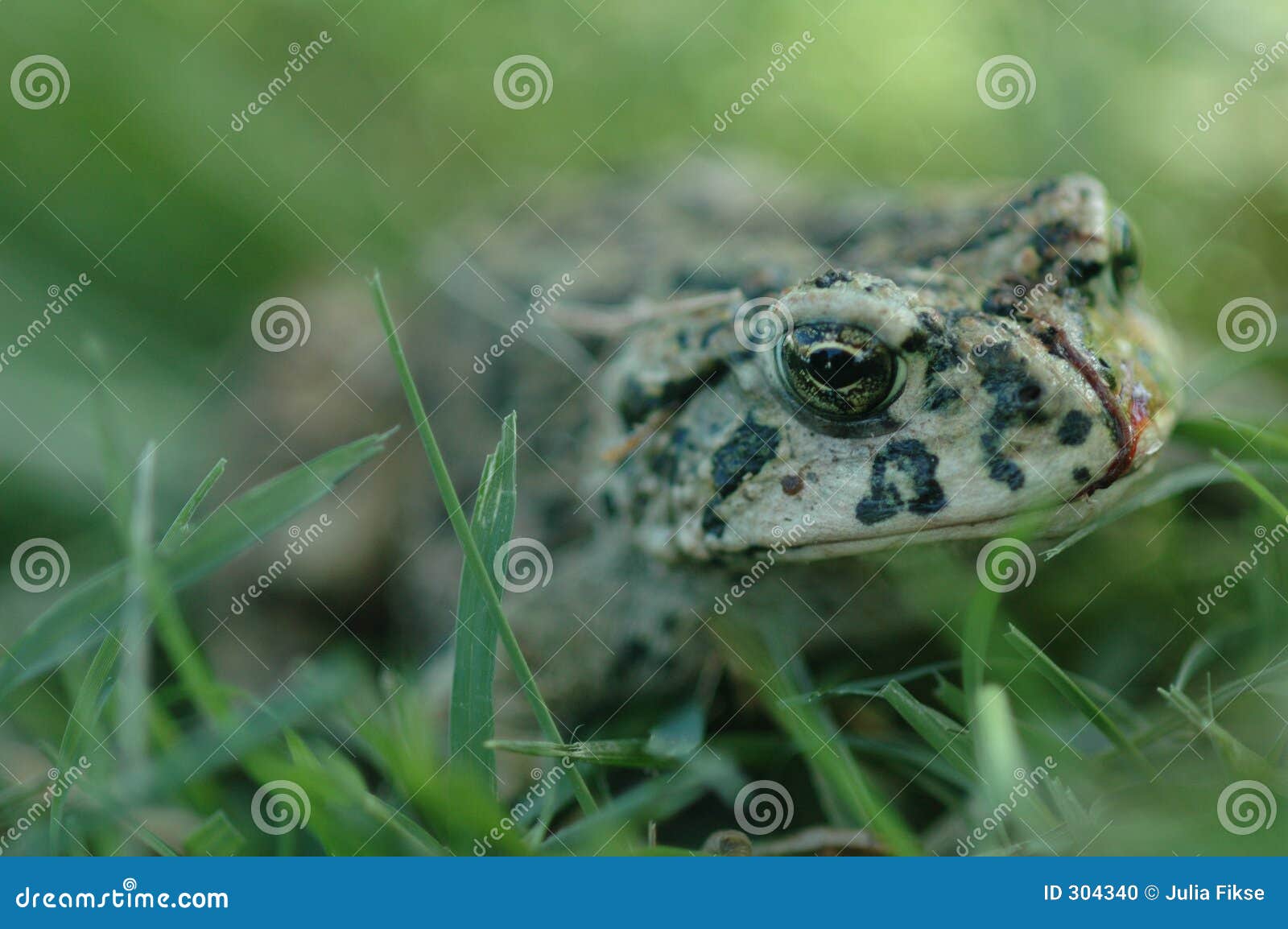 Toad in the Grass stock photo. Image of green, nostril - 304340
