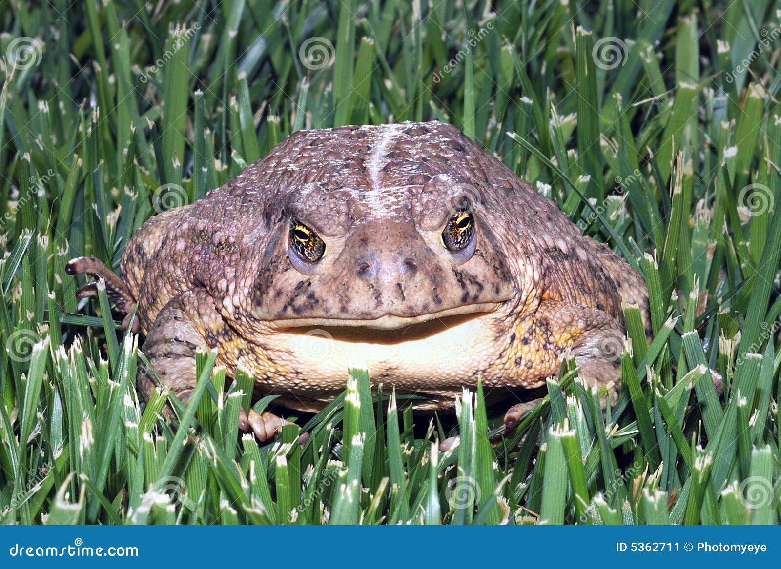 Toad in grass stock image. Image of brown, detailed, green - 5362711