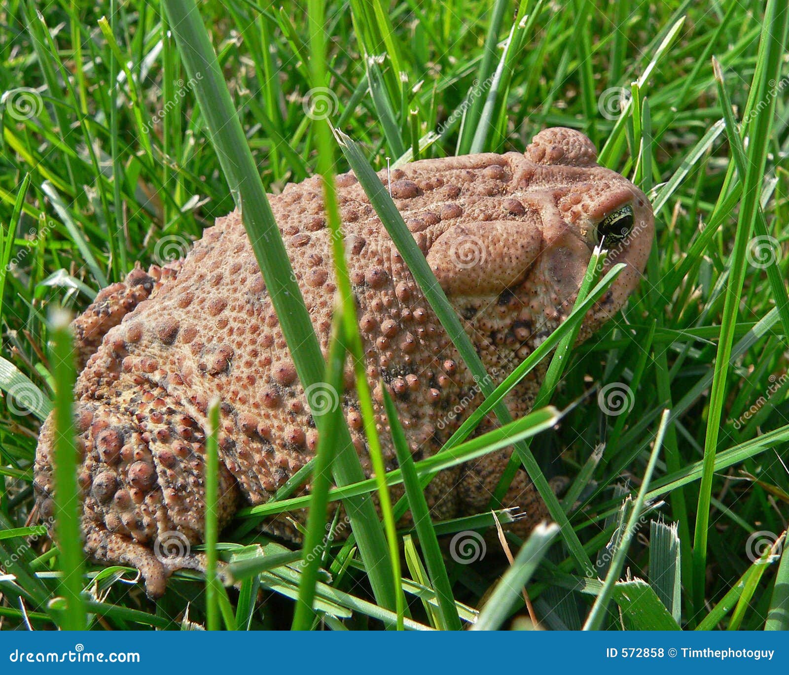 Bumpy Toad Close-up Stock Photography | CartoonDealer.com #20515460