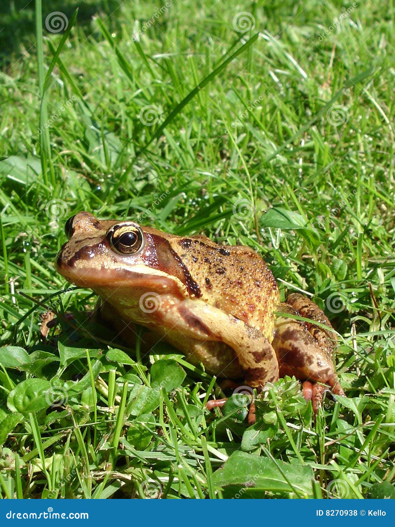 Toad in the grass stock photo. Image of garden, outdoors - 8270938