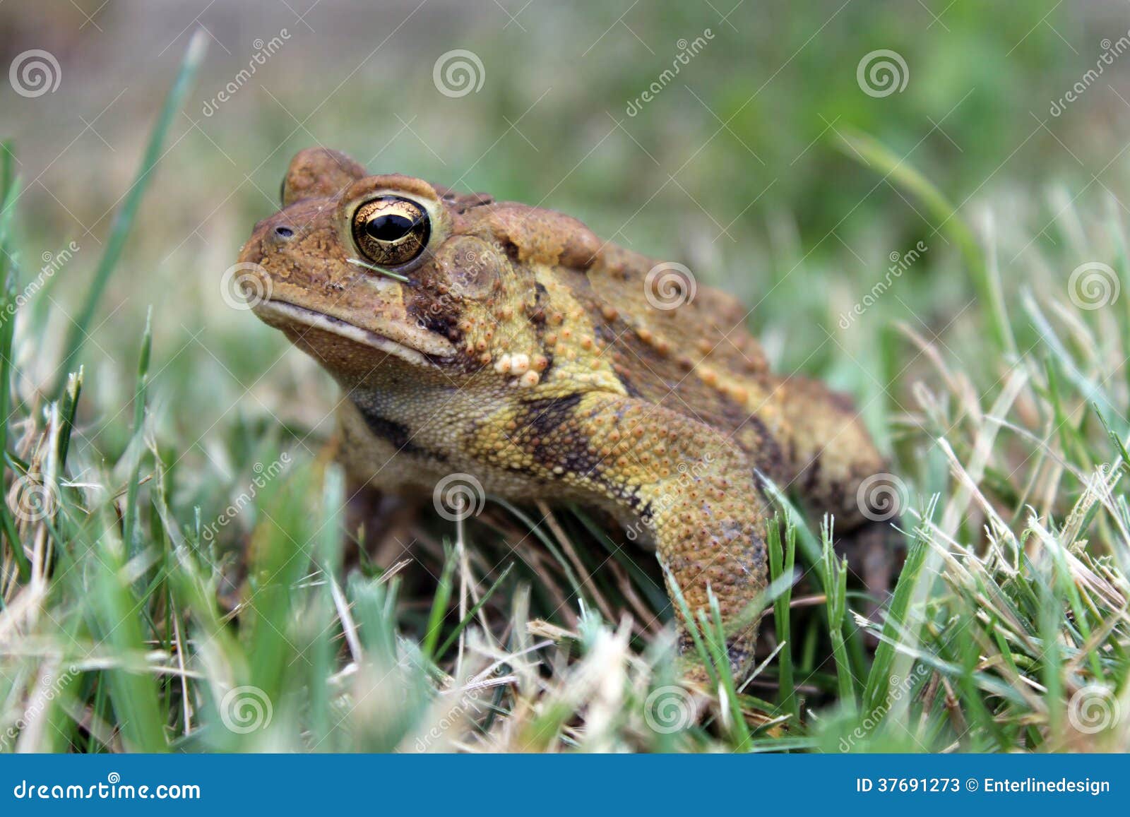 Bumpy Toad Close-up Stock Photography | CartoonDealer.com #20515460
