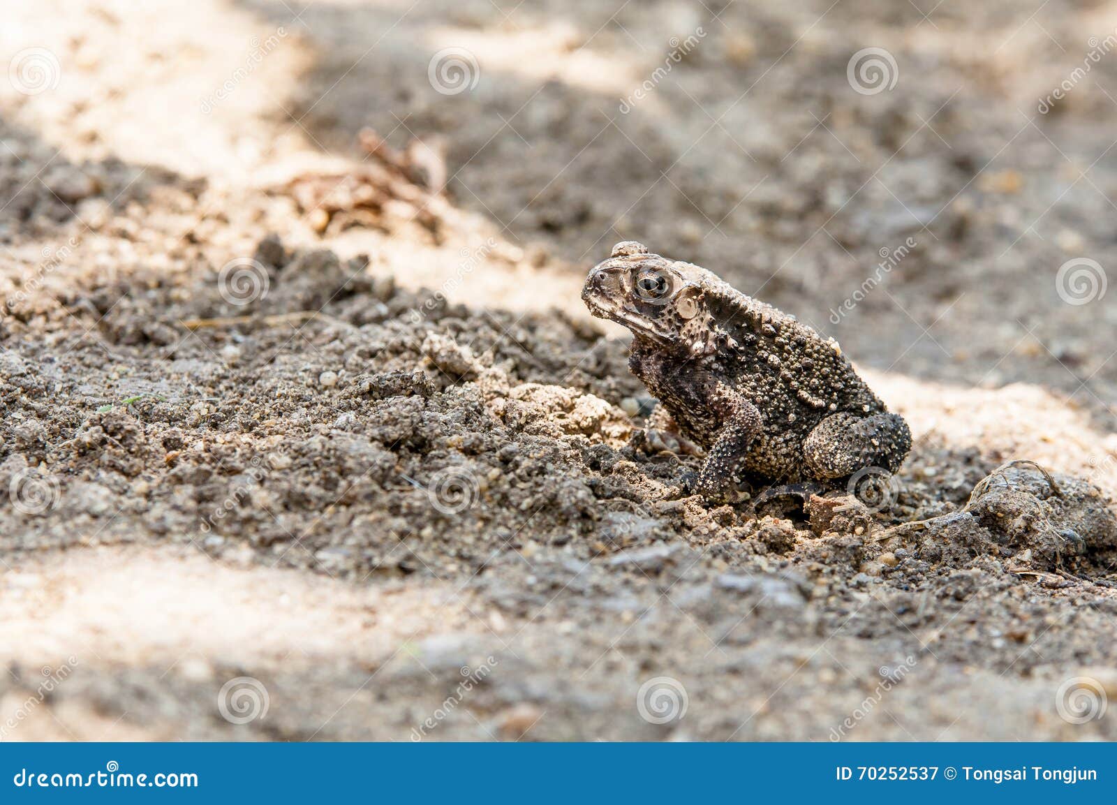Toad in Grass stock image. Image of field, brown, toad - 70252537