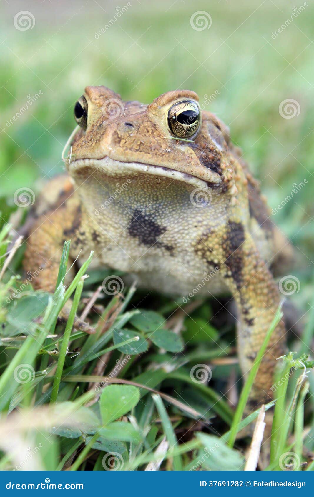 Toad in Grass stock photo. Image of camouflage, depth - 37691282