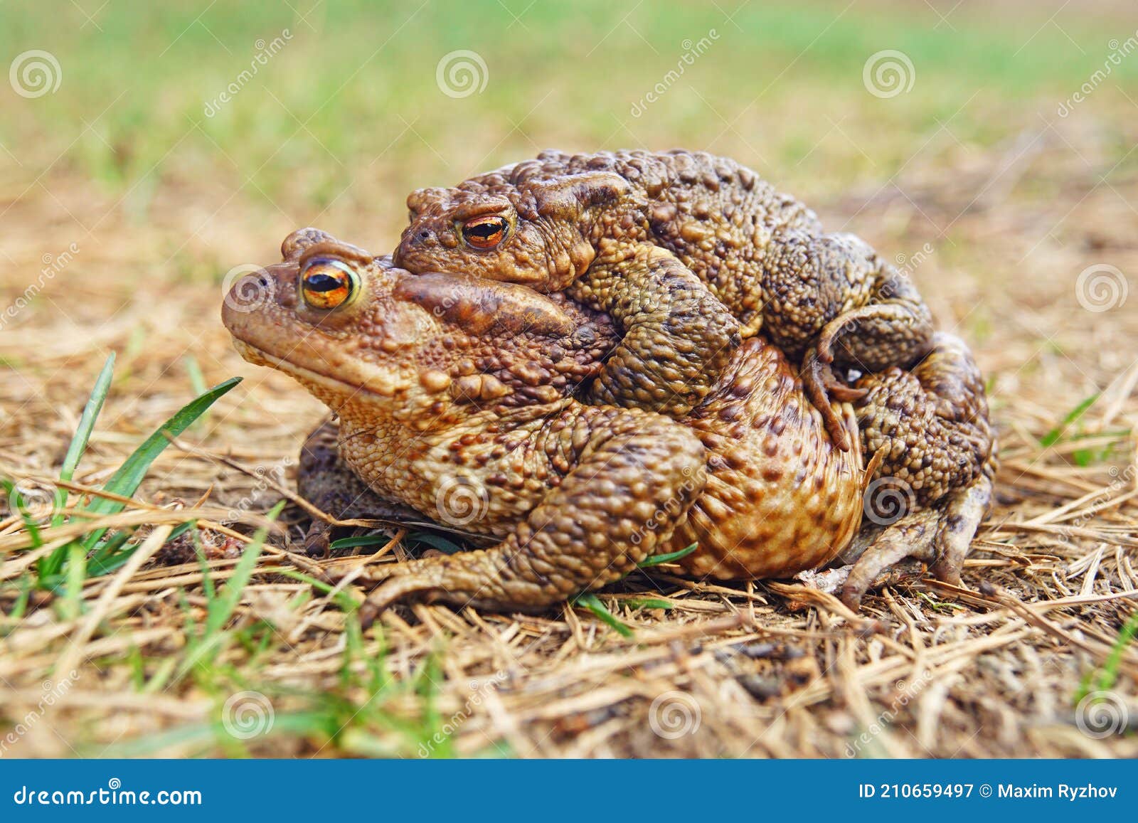 Toad on the grass stock image. Image of invertebrate - 210659497