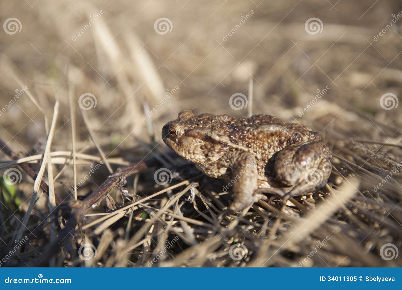 Toad in the grass stock image. Image of sunlight, pest - 34011305