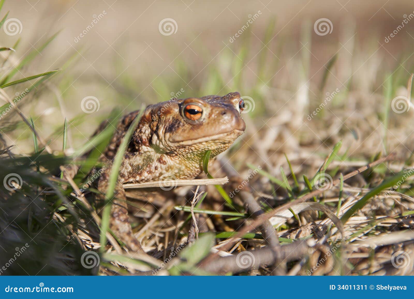 Toad in the grass stock image. Image of curiosity, reptiles - 34011311