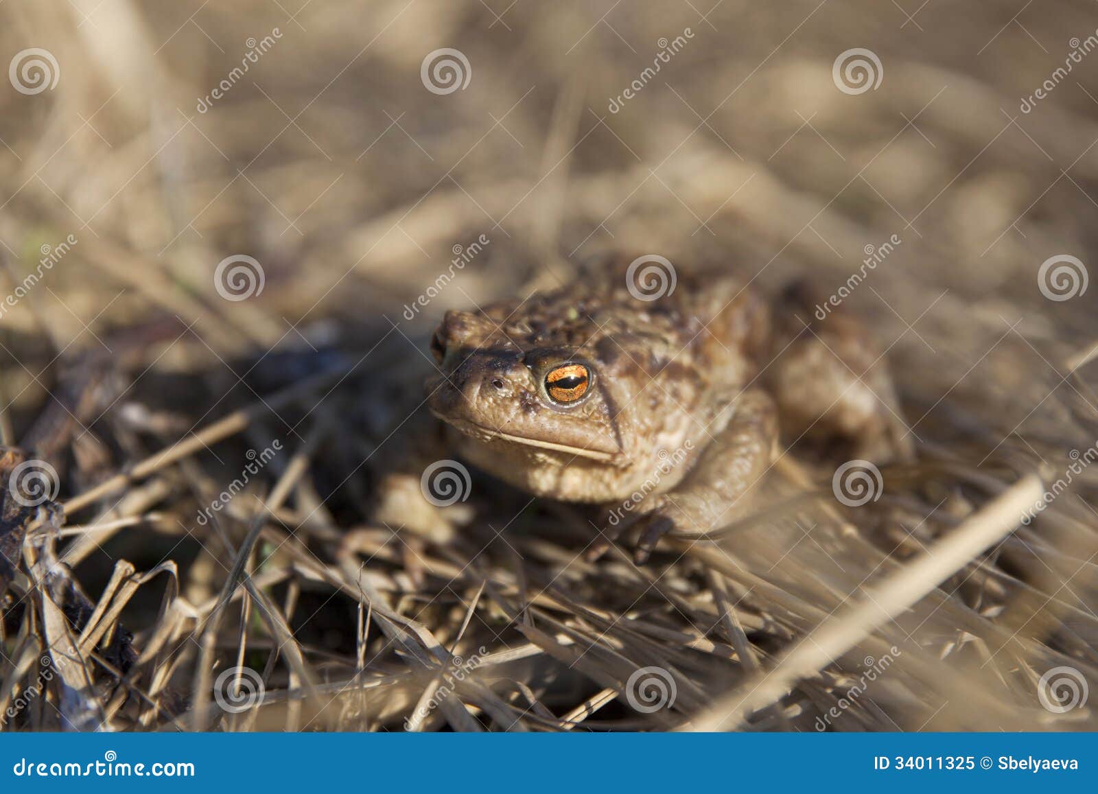 Toad in the grass stock image. Image of light, travel - 34011325