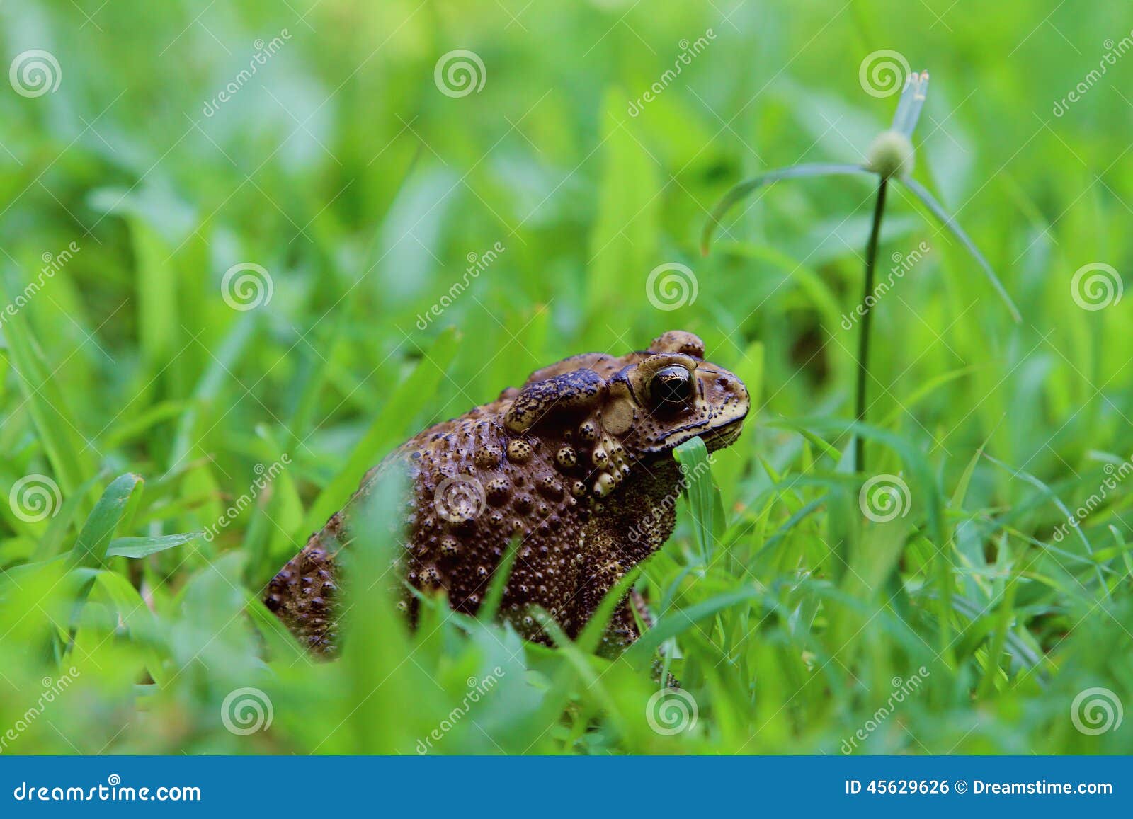 Toad in grass stock photo. Image of twig, growing, single - 45629626