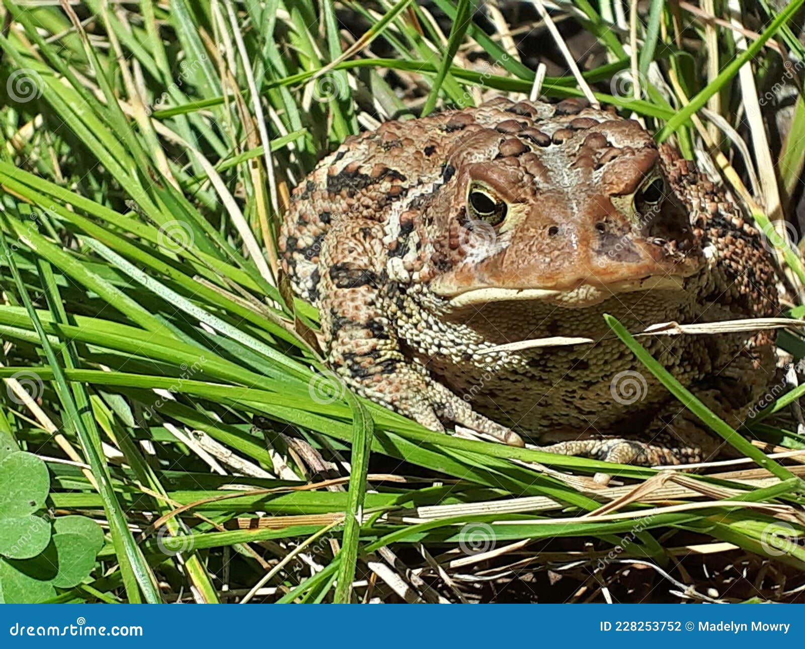 Toad in the grass stock photo. Image of nature, plant - 228253752