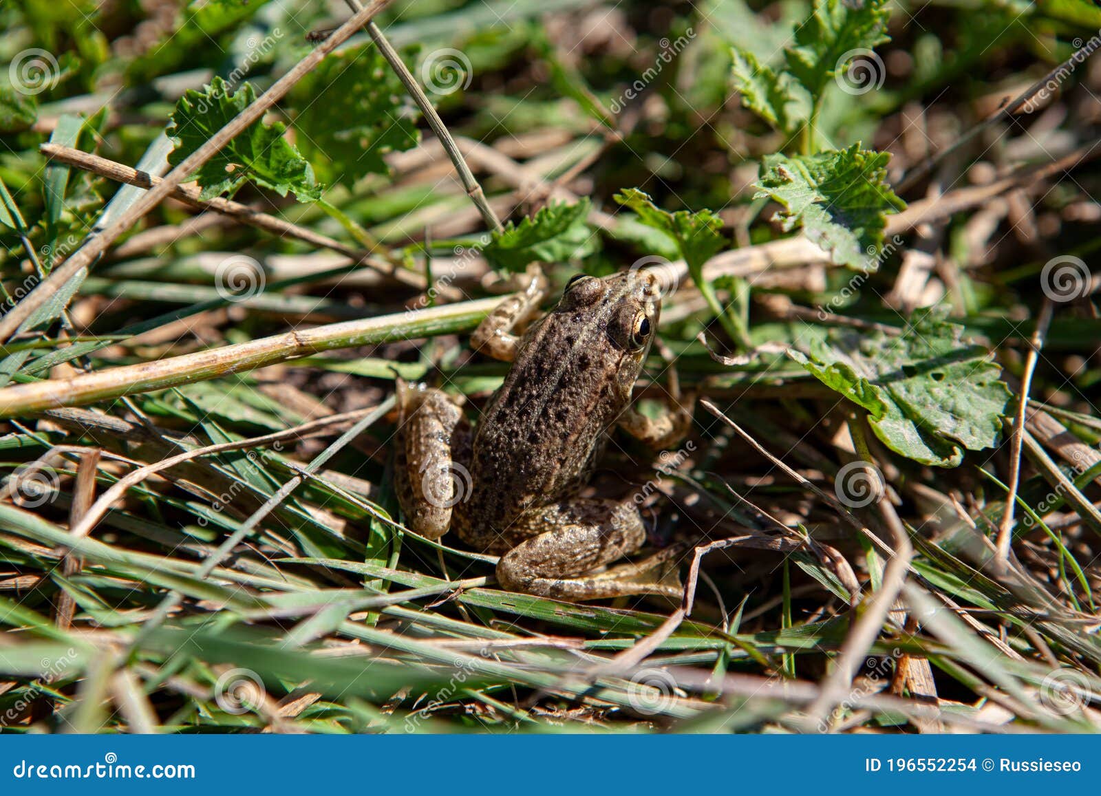 Toad in Grass stock photo. Image of biology, outdoor - 196552254