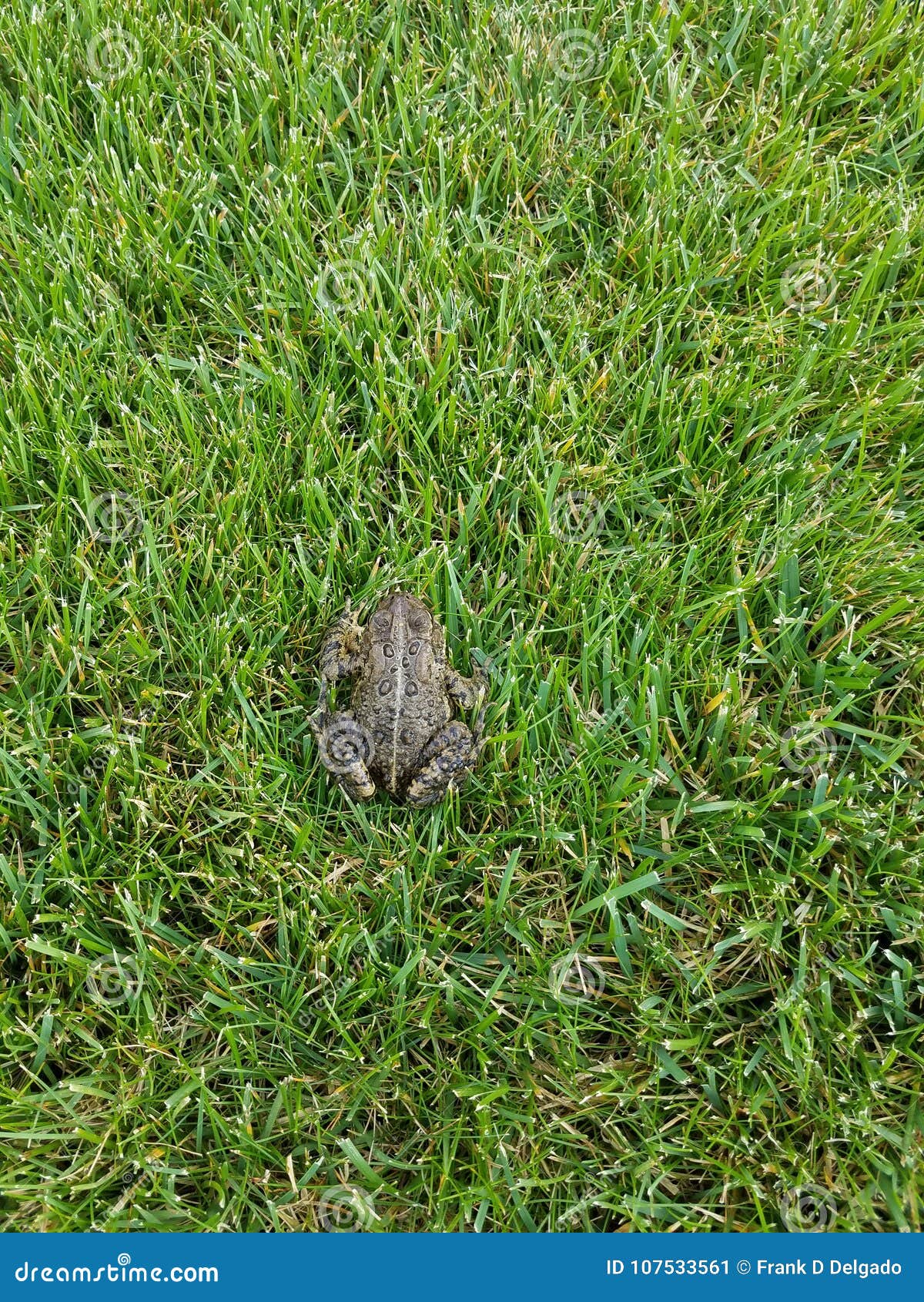 Toad in the Grass stock image. Image of toad, caught - 107533561