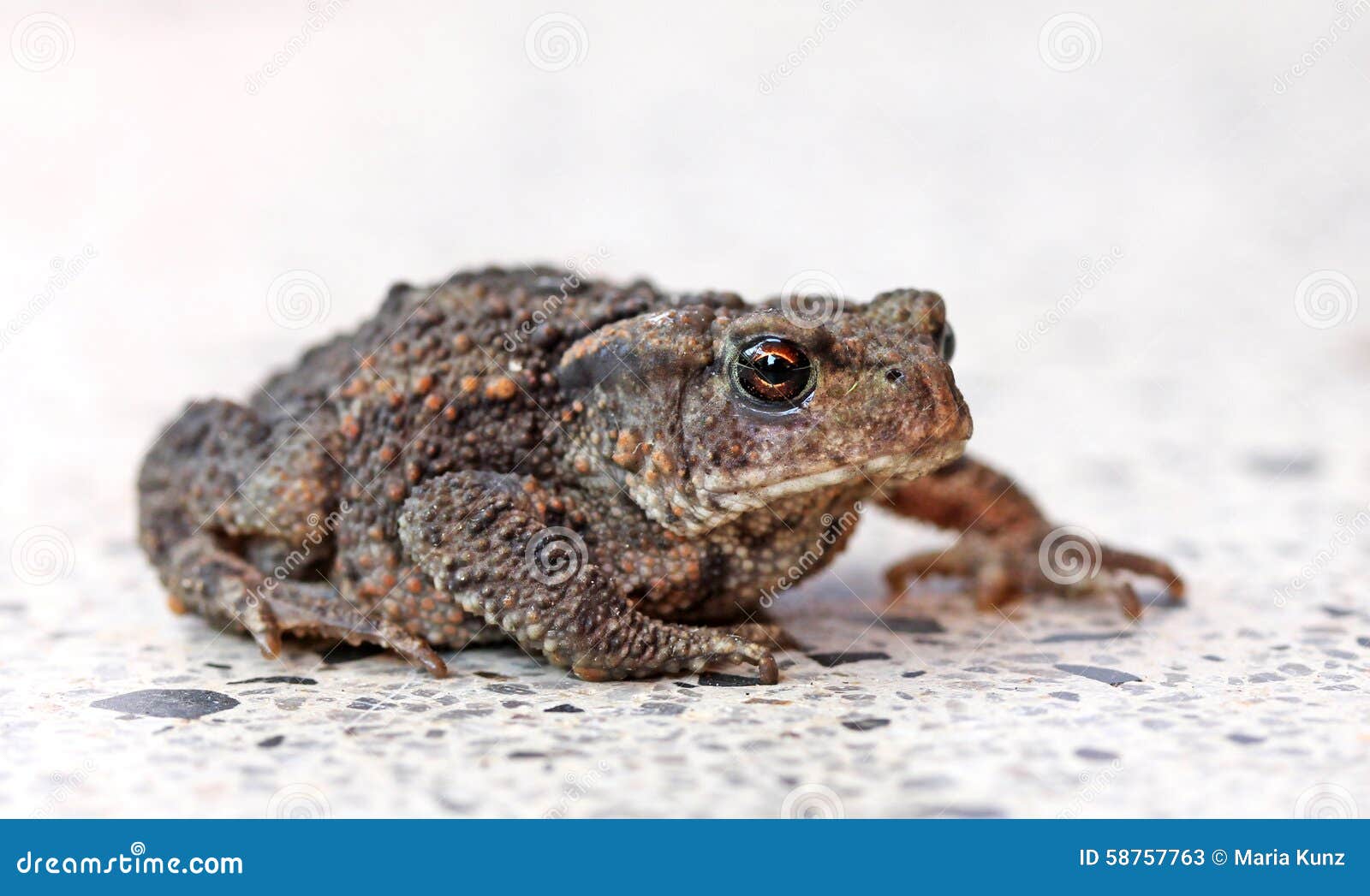 Toad on a Gravel Path Basking in the Sun. Stock Image - Image of ...