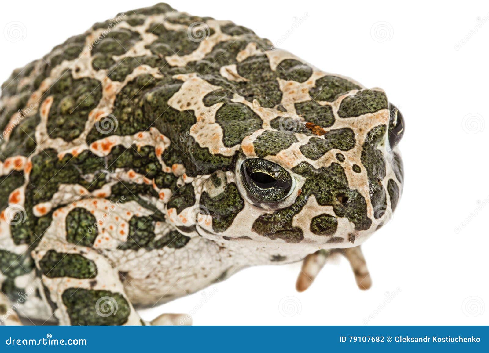 Toad Green, Lat. Bufo Viridis, Isolated On White Background Royalty ...