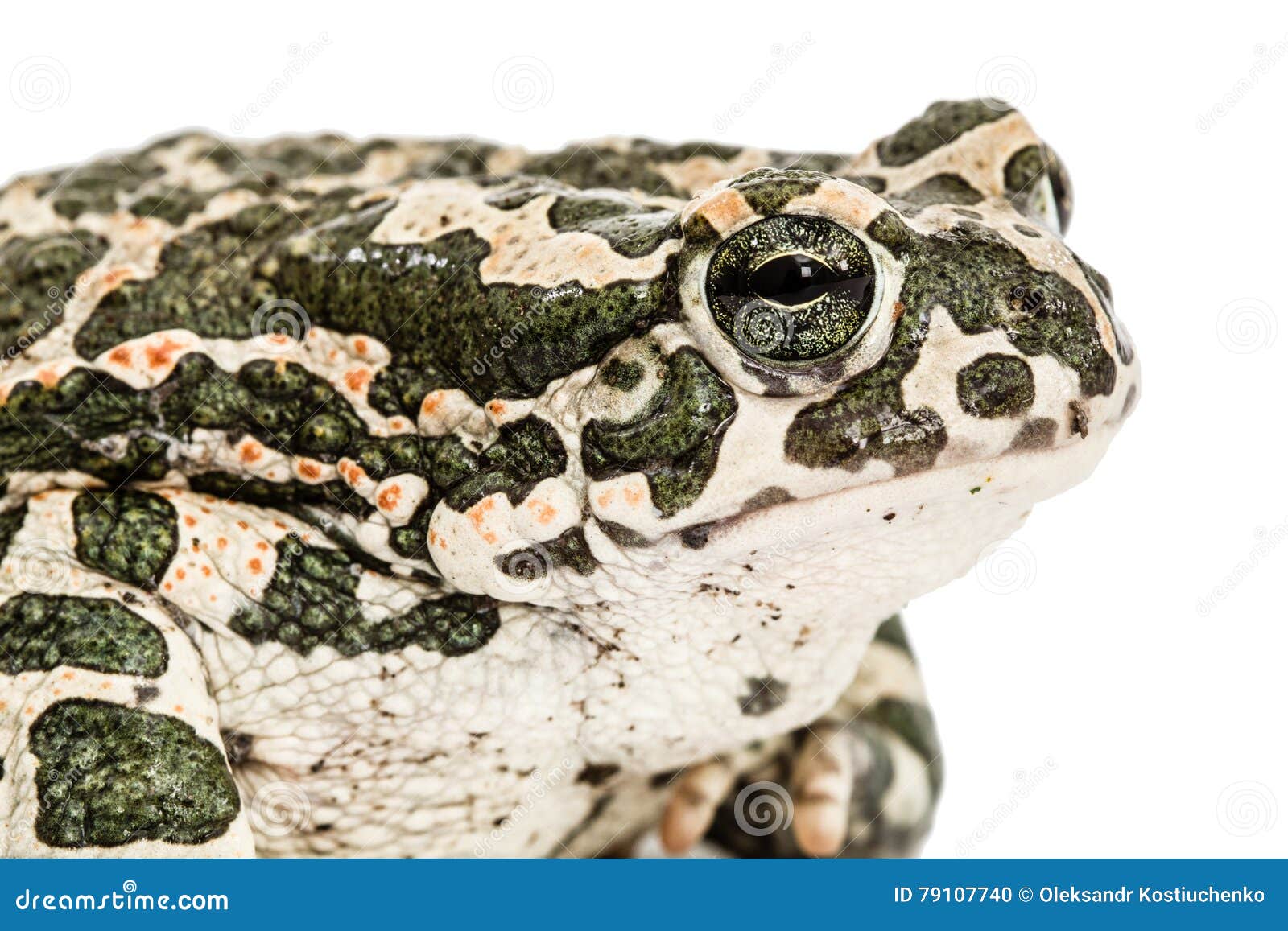Toad Green, Lat. Bufo Viridis, Isolated on White Background Stock Photo ...